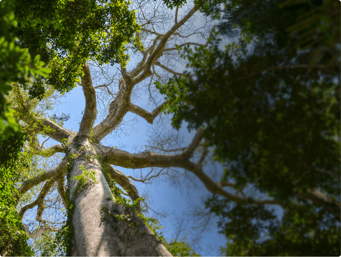 Peru Amazon Rainforest - Rainforest Foundation US