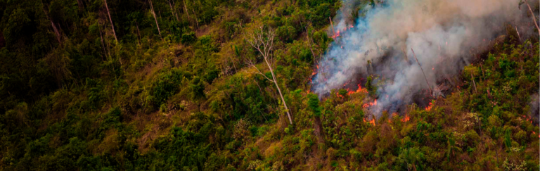 Protecting the Amazon rainforest | Rainforest Foundation US