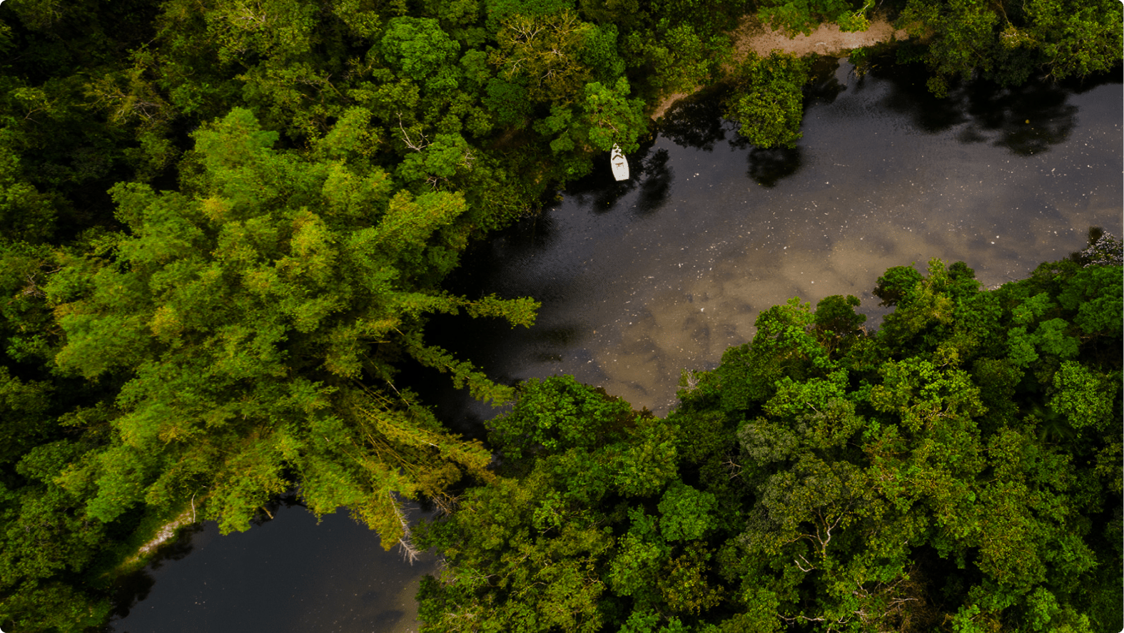 Protecting the Amazon rainforest | Rainforest Foundation US