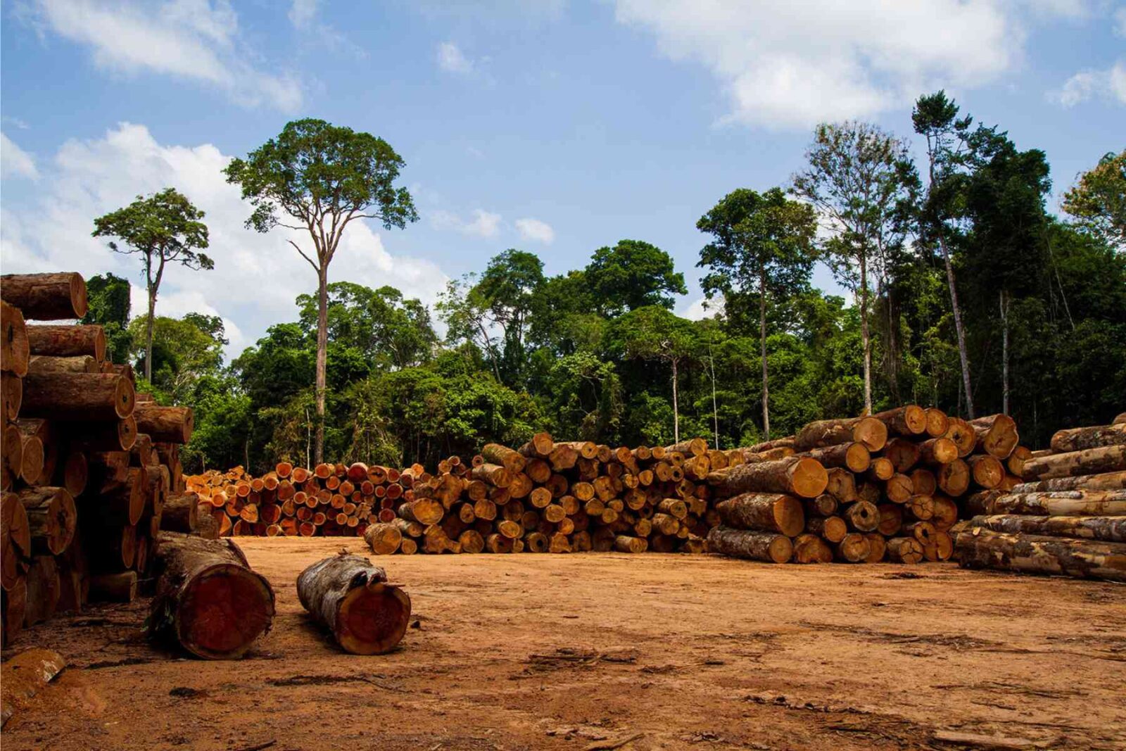 What can you do to protect the rainforest in 2025? - Rainforest ...