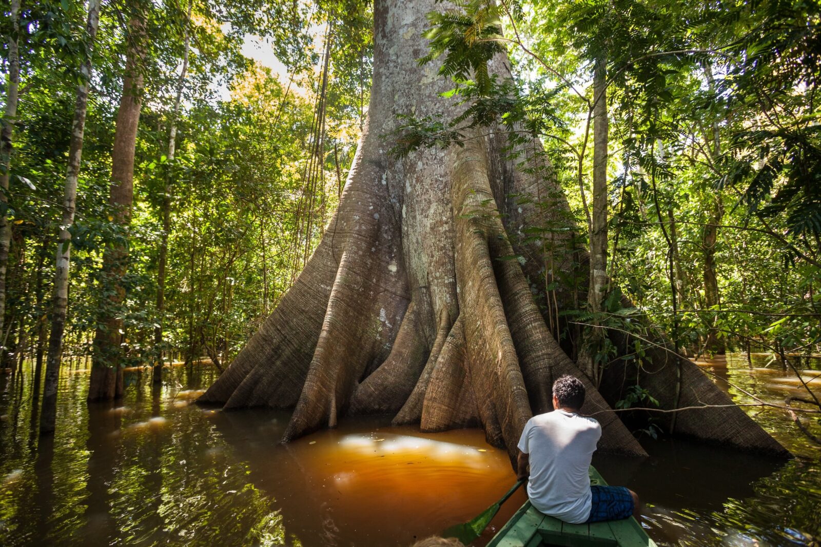 Protecting the Amazon rainforest | Rainforest Foundation US