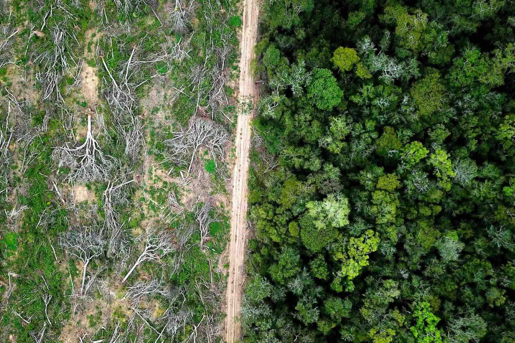 What if We Acted for Our Planet Before It’s Too Late? - Rainforest ...