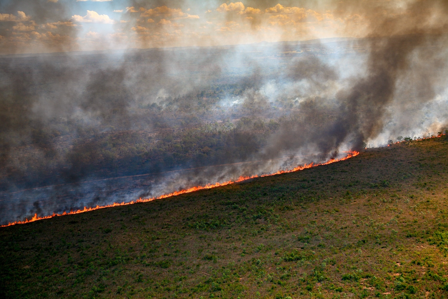 No Forests = No Future: A Call to Support Indigenous Defenders on the ...