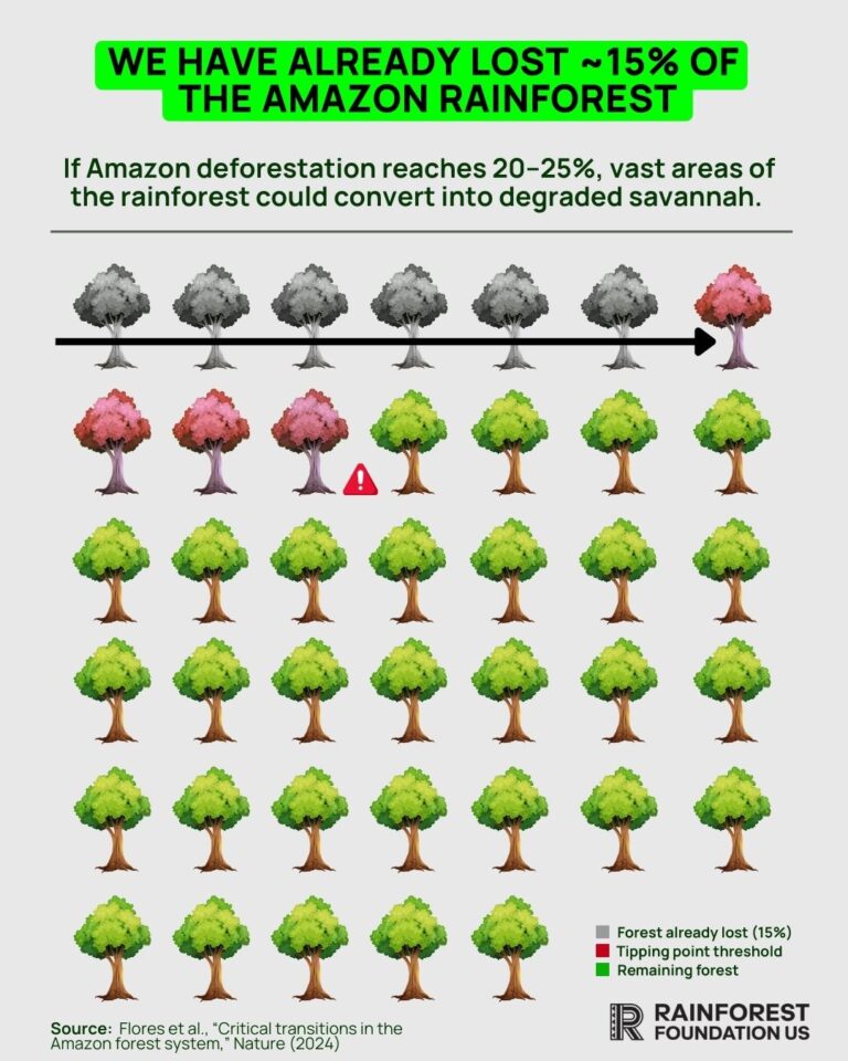 Amazon Rainforest Drought - Rainforest Foundation US