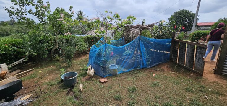 The Artisans of Chunga: An Opportunity to Care for the Forest ...