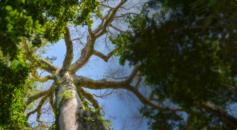 1 For The Rainforest - Rainforest Foundation US